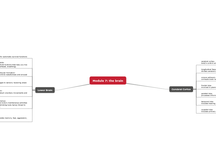 Module 7: the brain - Mind Map